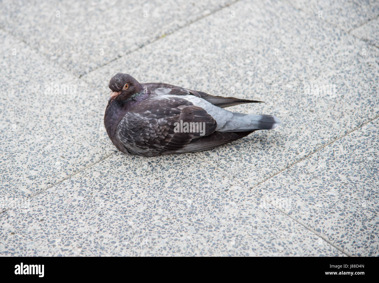 Single grey pigeon resting on city sidewalk in Perth, Western Australia ...
