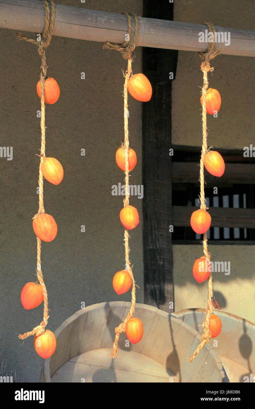 Persimmons Hanging High Resolution Stock Photography and Images - Alamy