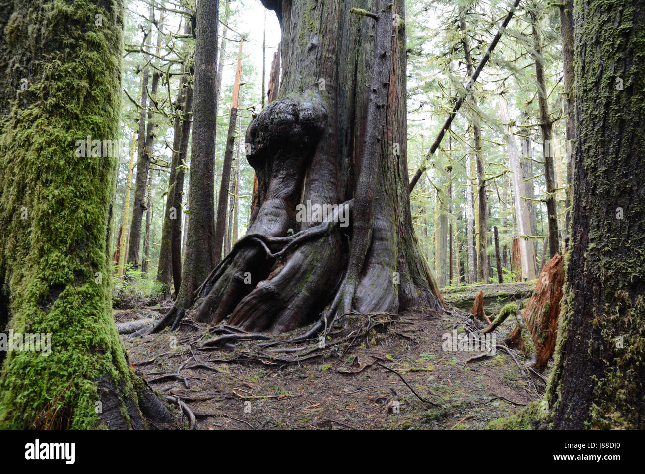 Cedar tree roots hi-res stock photography and images - Alamy