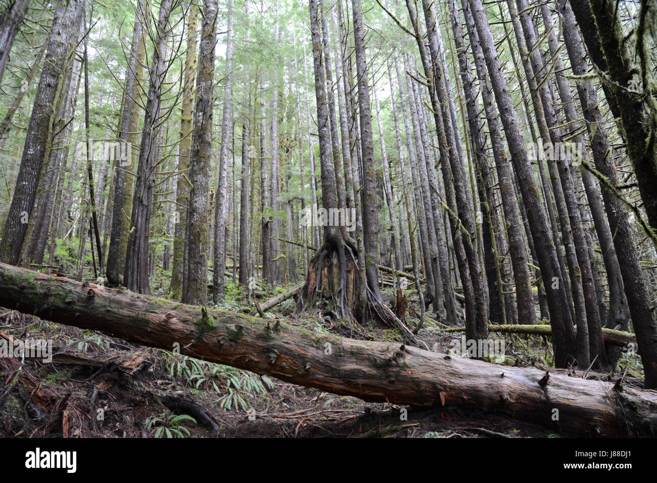 A fallen tree blocking a hiking trail in an old growth temperate ...