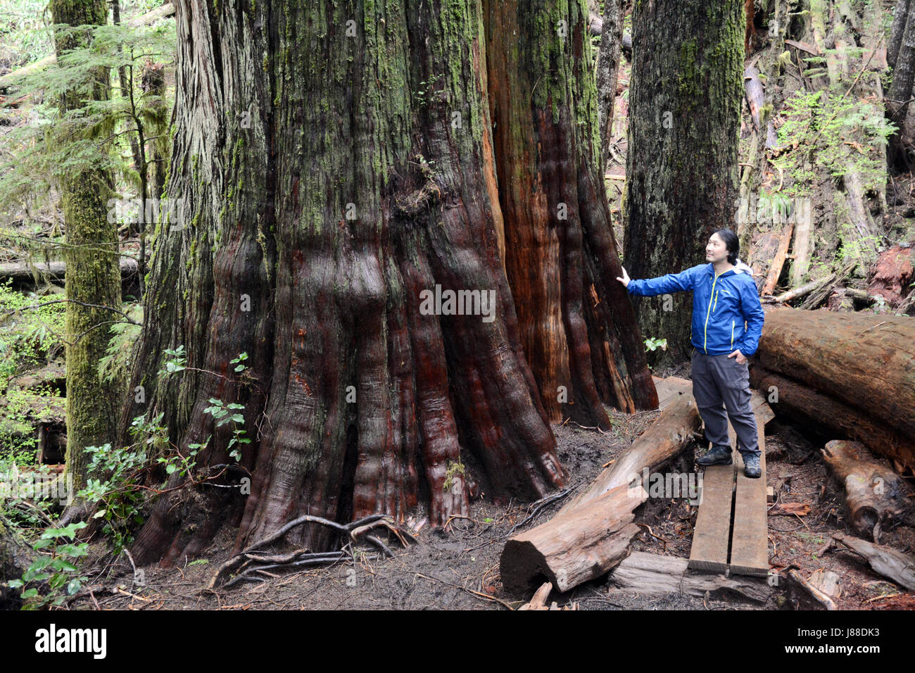An environmentalist stands beside an ancient old growth western red ...