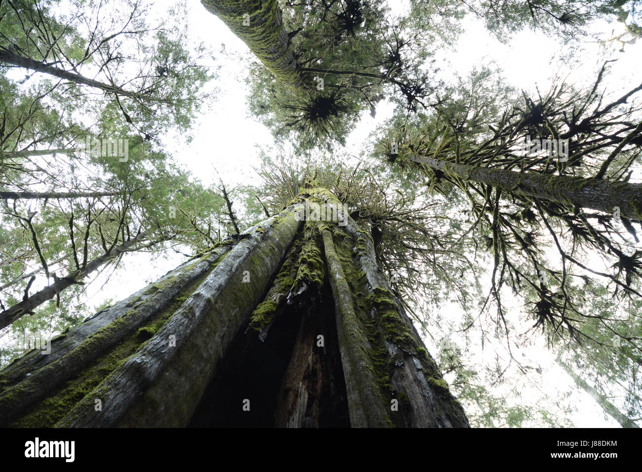 Mossy old growth western red cedar trees in an ancient rainforest on ...