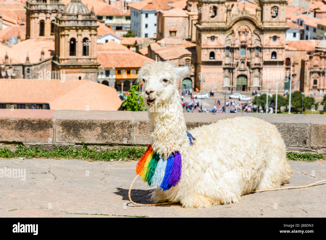 Sleeping Lama at the San Cristobal Church yard, Cusco, Peru Stock Photo ...