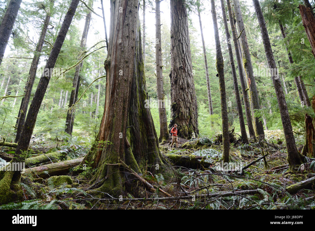 A man walking between an ancient old growth western red cedar and a ...