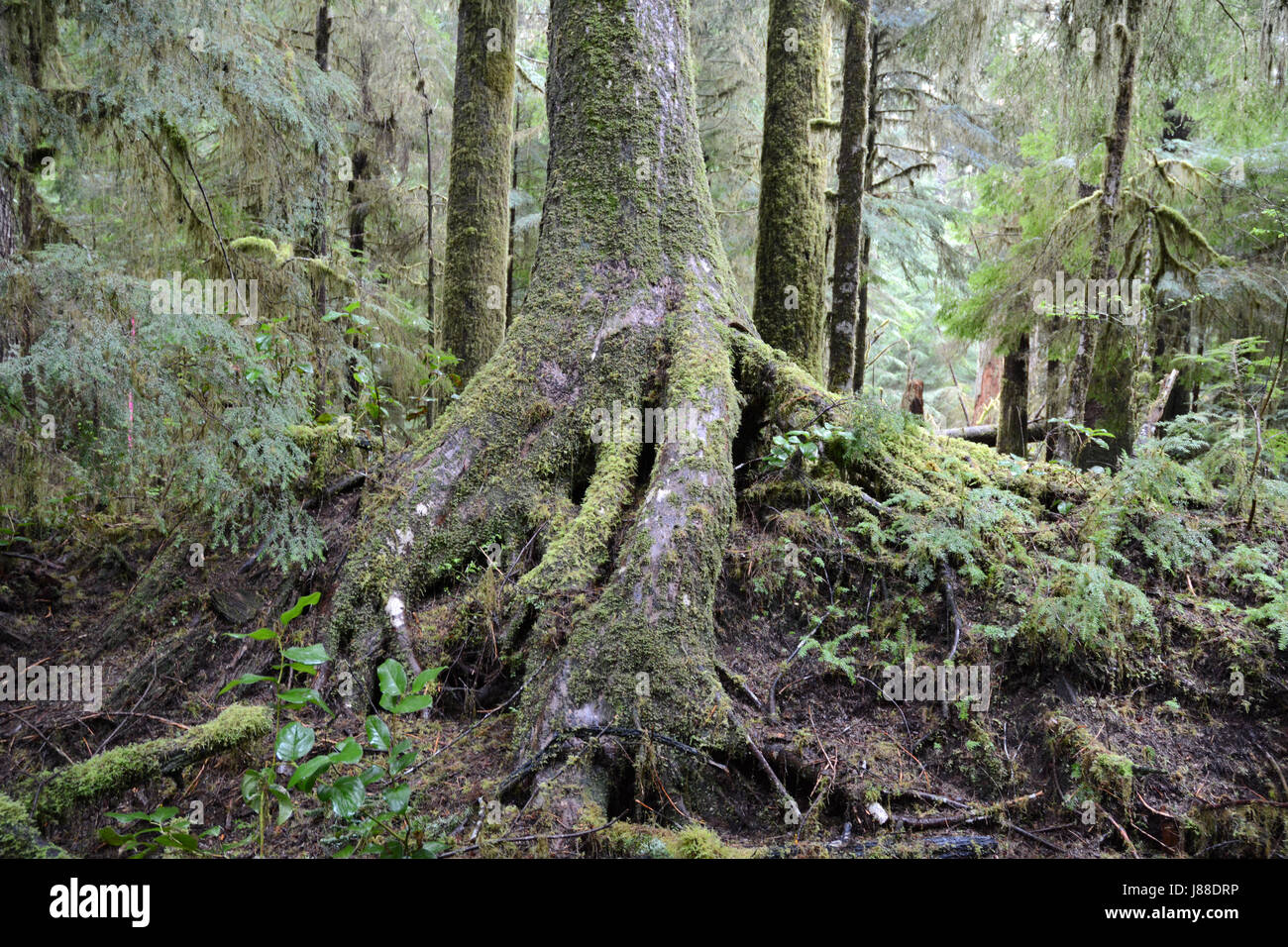 A moss covered western red cedar growing atop a rotting nurse log in an ...