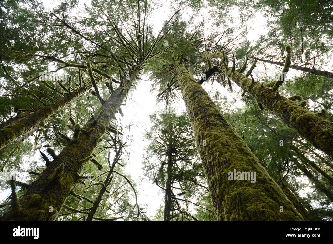 Mossy old growth western red cedar trees in an ancient rainforest on ...
