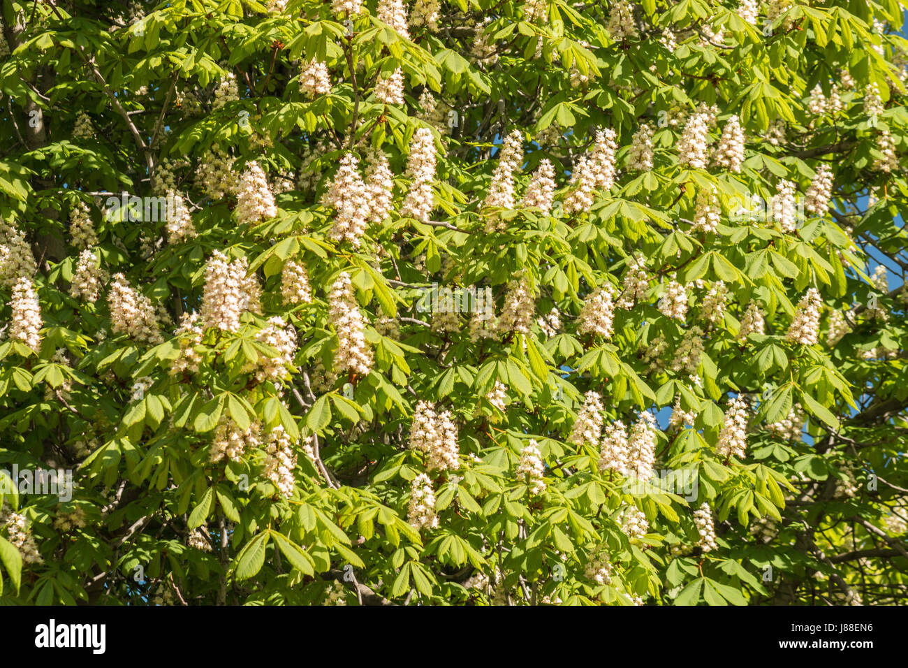 Two beautiful chestnut flower hi-res stock photography and images - Alamy