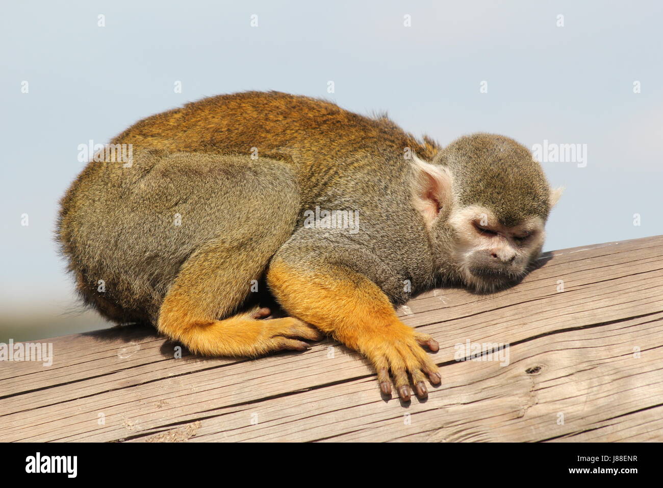 Spider Monkey laying around Stock Photo - Alamy