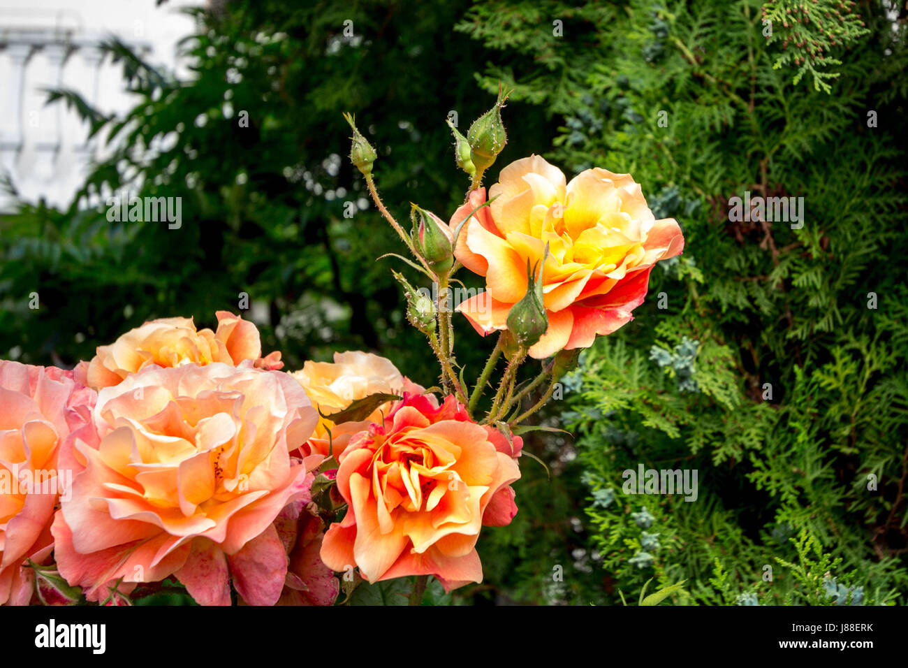Serbian flora hi-res stock photography and images - Alamy