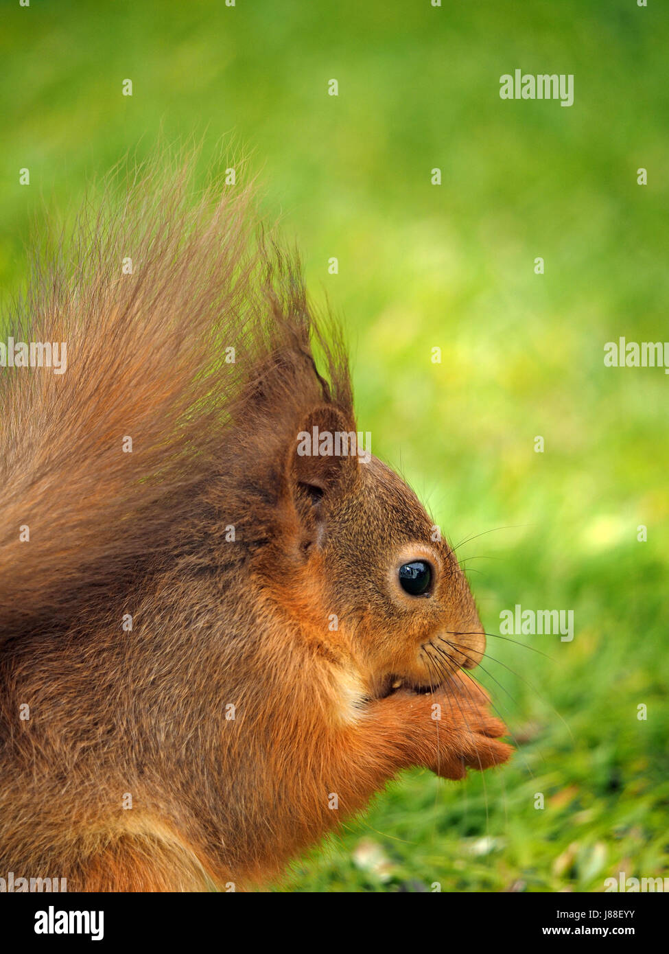 close-up of red squirrel (Sciurus vulgaris) feeding with tail ...