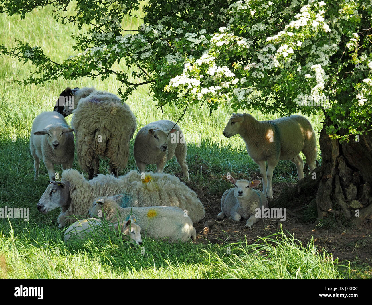 Sheep lamb in shade tree hi-res stock photography and images - Alamy