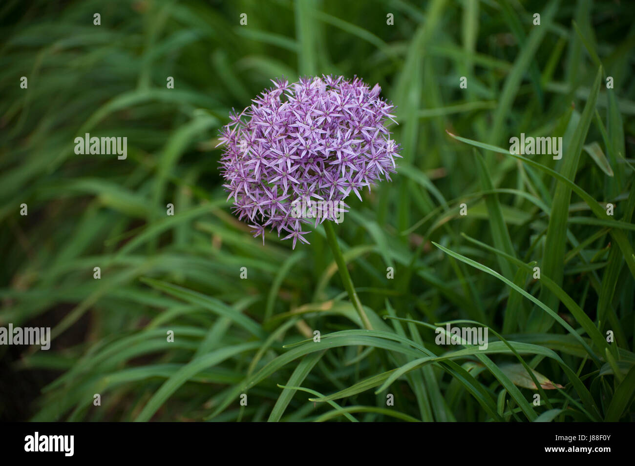 Allium giganteum, common name giant onion, is native to central and ...