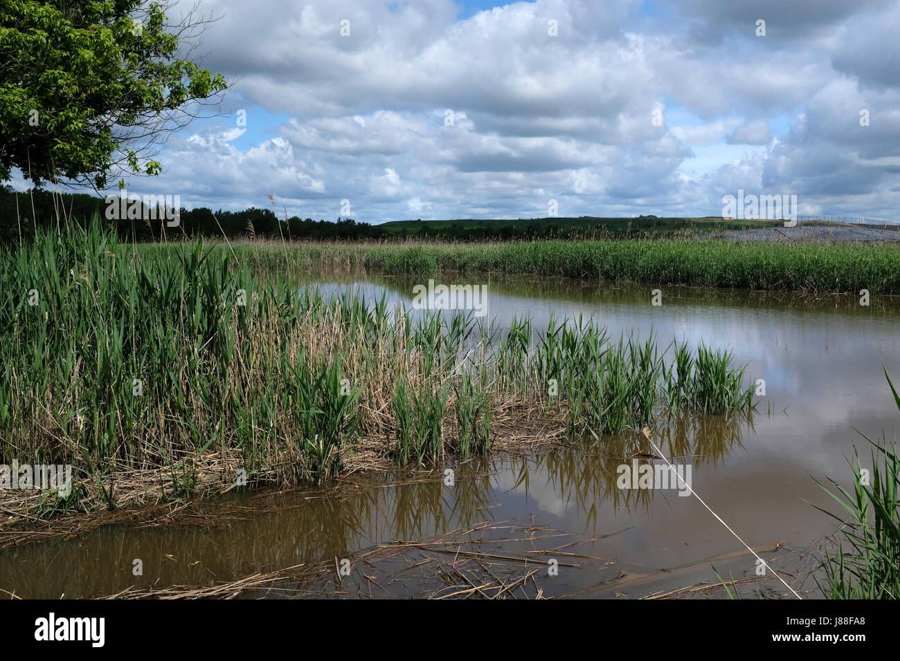 View of Salt Marsh and River near South River, New Jersey Stock Photo ...