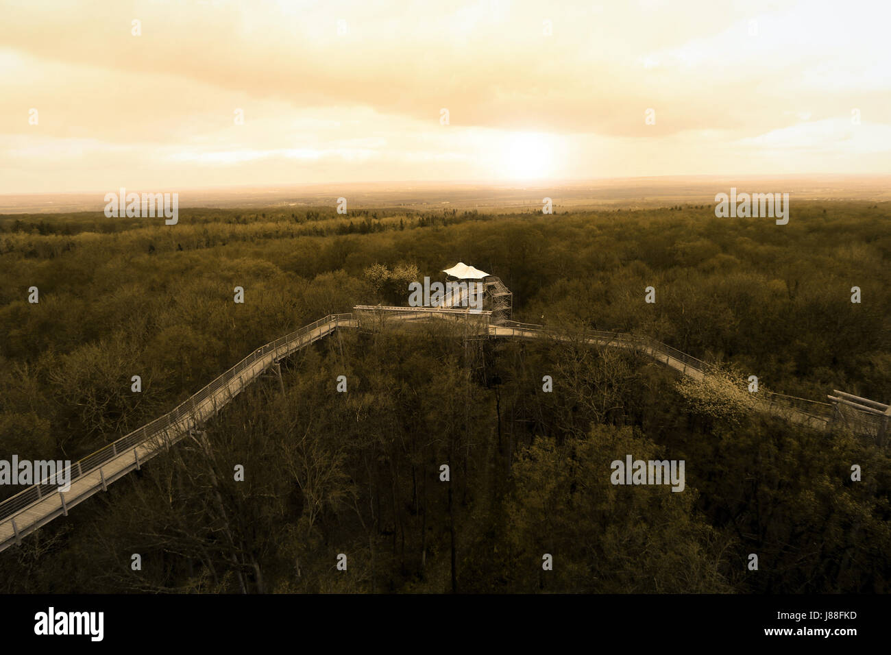 Canopy Walkway, Germany Nationalpark Hainich Stock Photo - Alamy