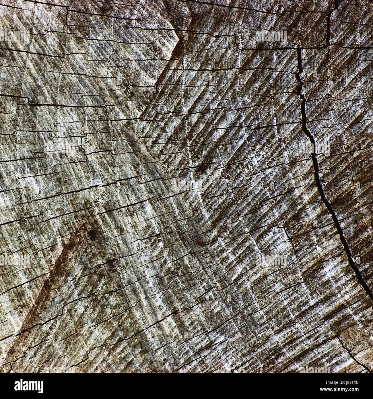 Natural Weathered Grey Tree Stump Cut Texture, Large Detailed Old Aged ...