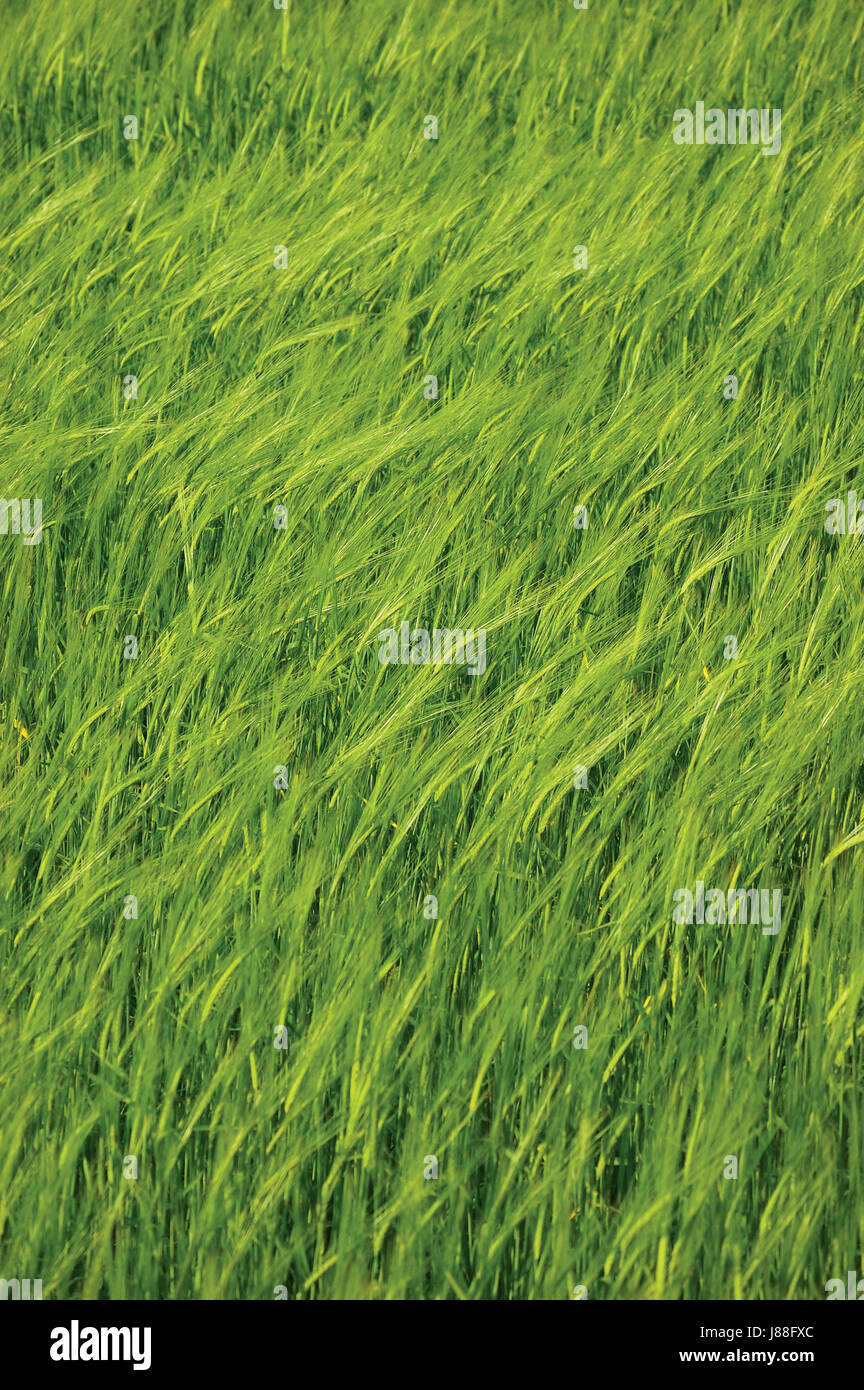 Hordeum vulgare l common barley hi-res stock photography and images - Alamy