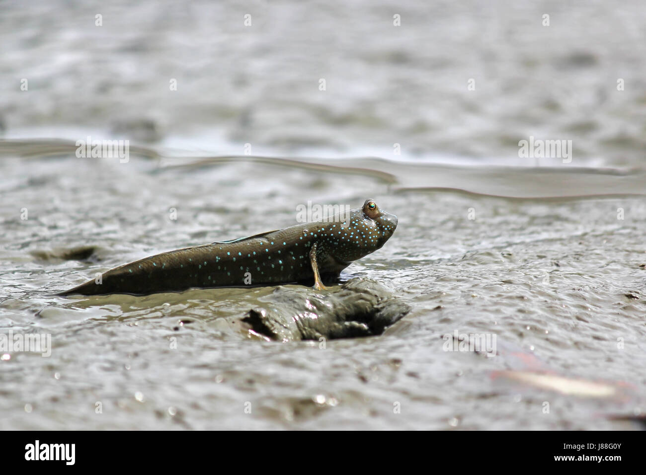 mudskipper or amphibious fish on the mud Stock Photo - Alamy