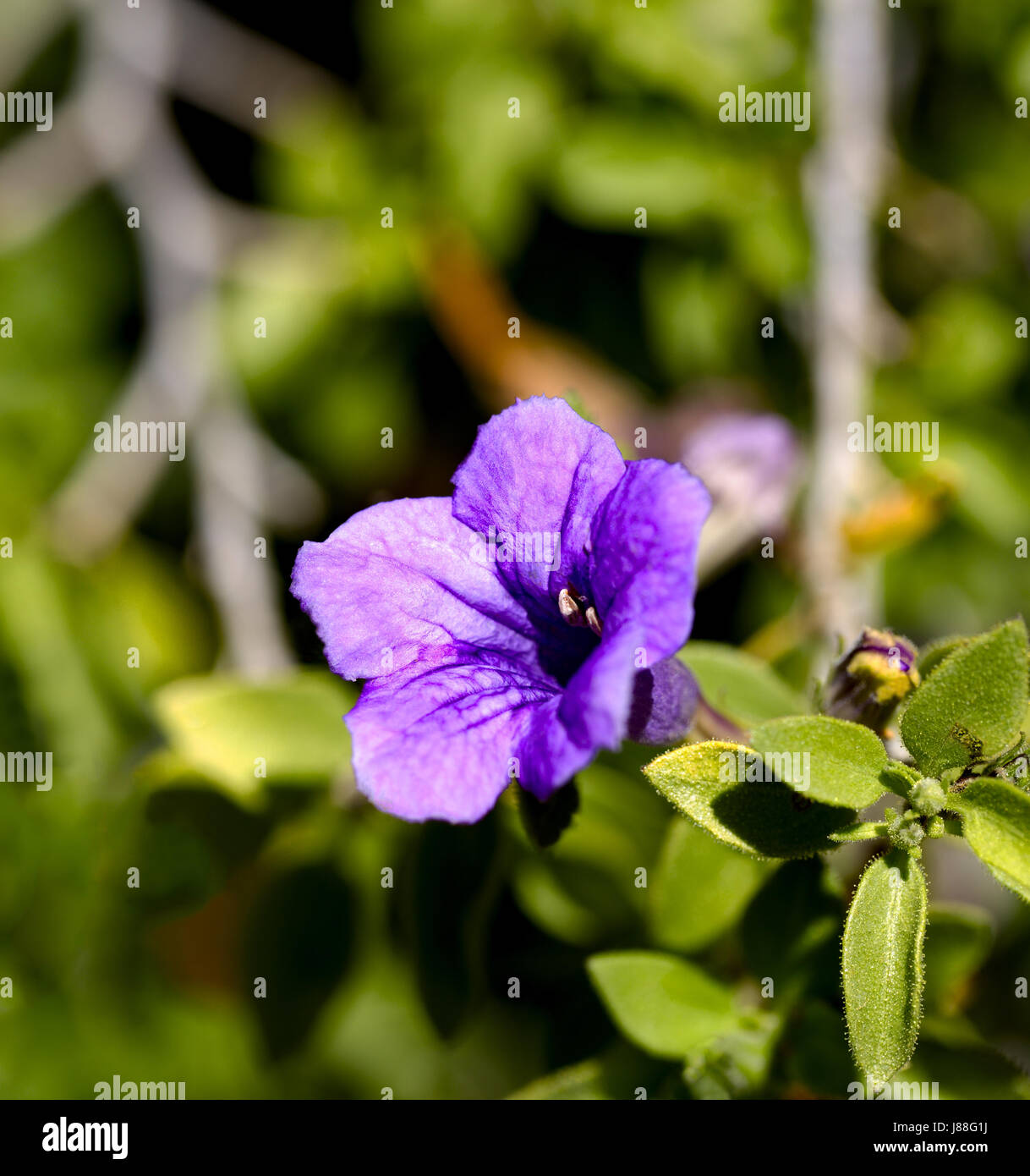 Ruellia californica hi-res stock photography and images - Alamy