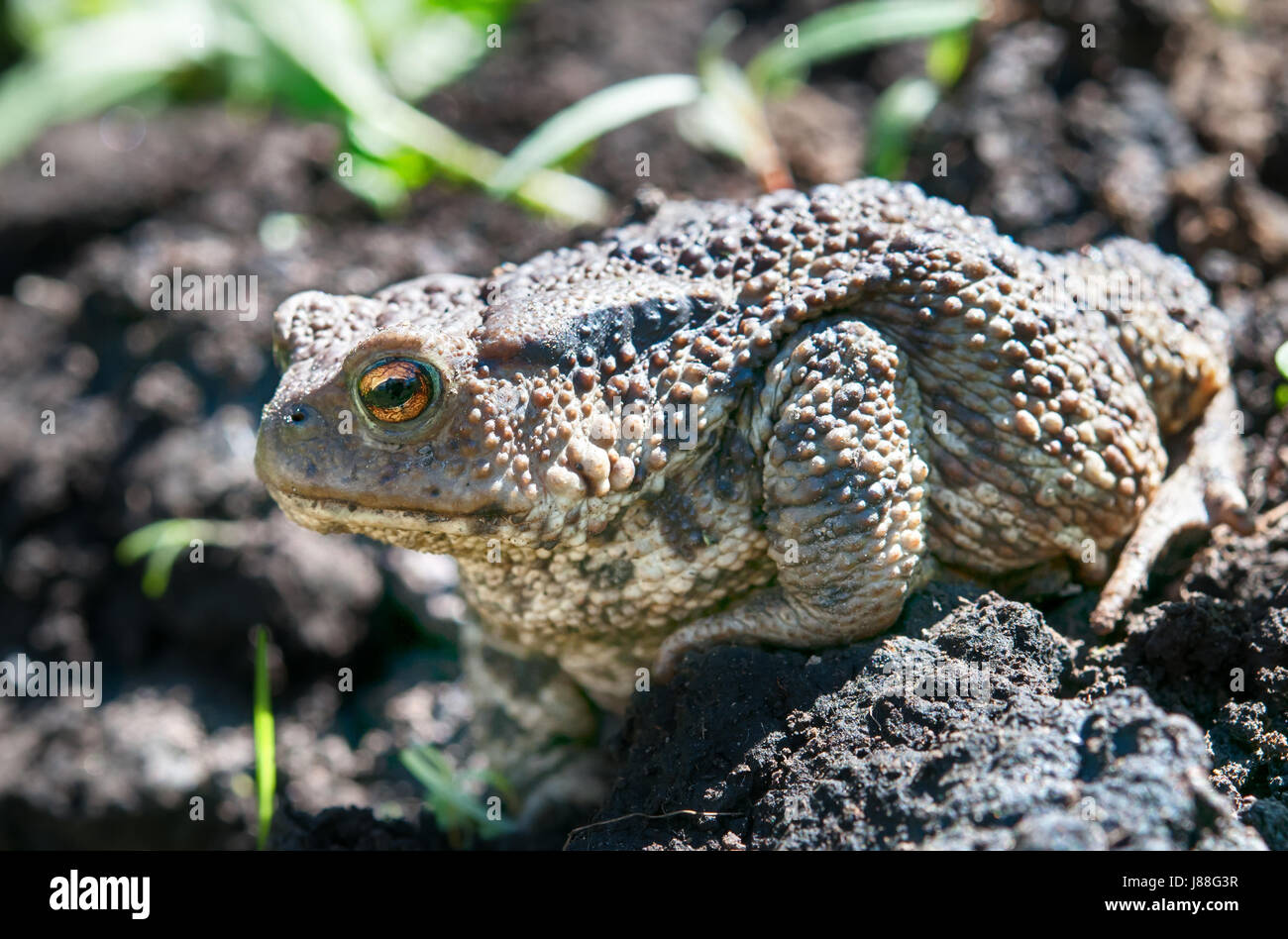 frog grass muzzle wildlife macro Stock Photo - Alamy