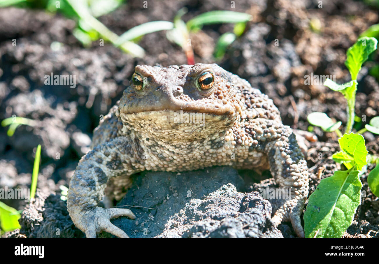 frog grass muzzle wildlife macro Stock Photo - Alamy