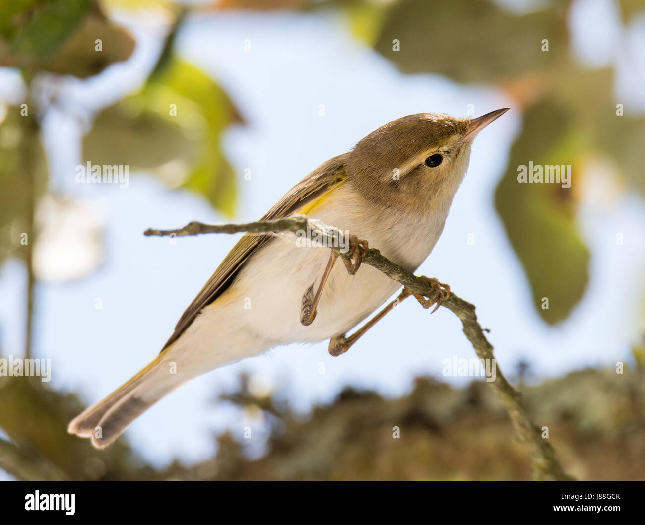 Birds in Nature Stock Photo - Alamy