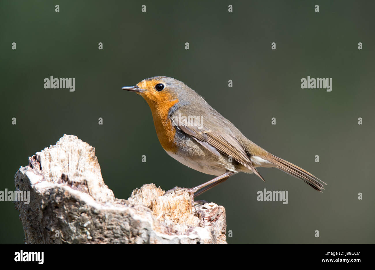 Birds in Nature Stock Photo - Alamy