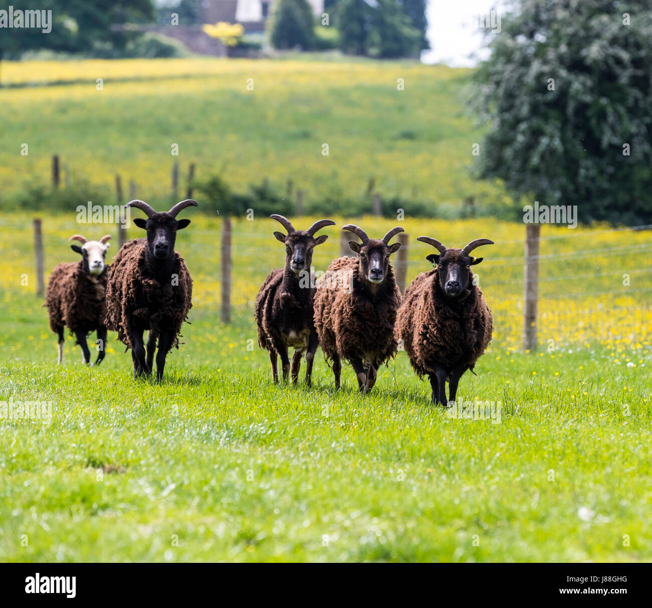 Lachdann hi-res stock photography and images - Alamy