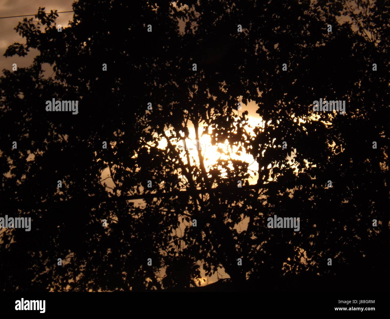 Peek through trees hi-res stock photography and images - Alamy