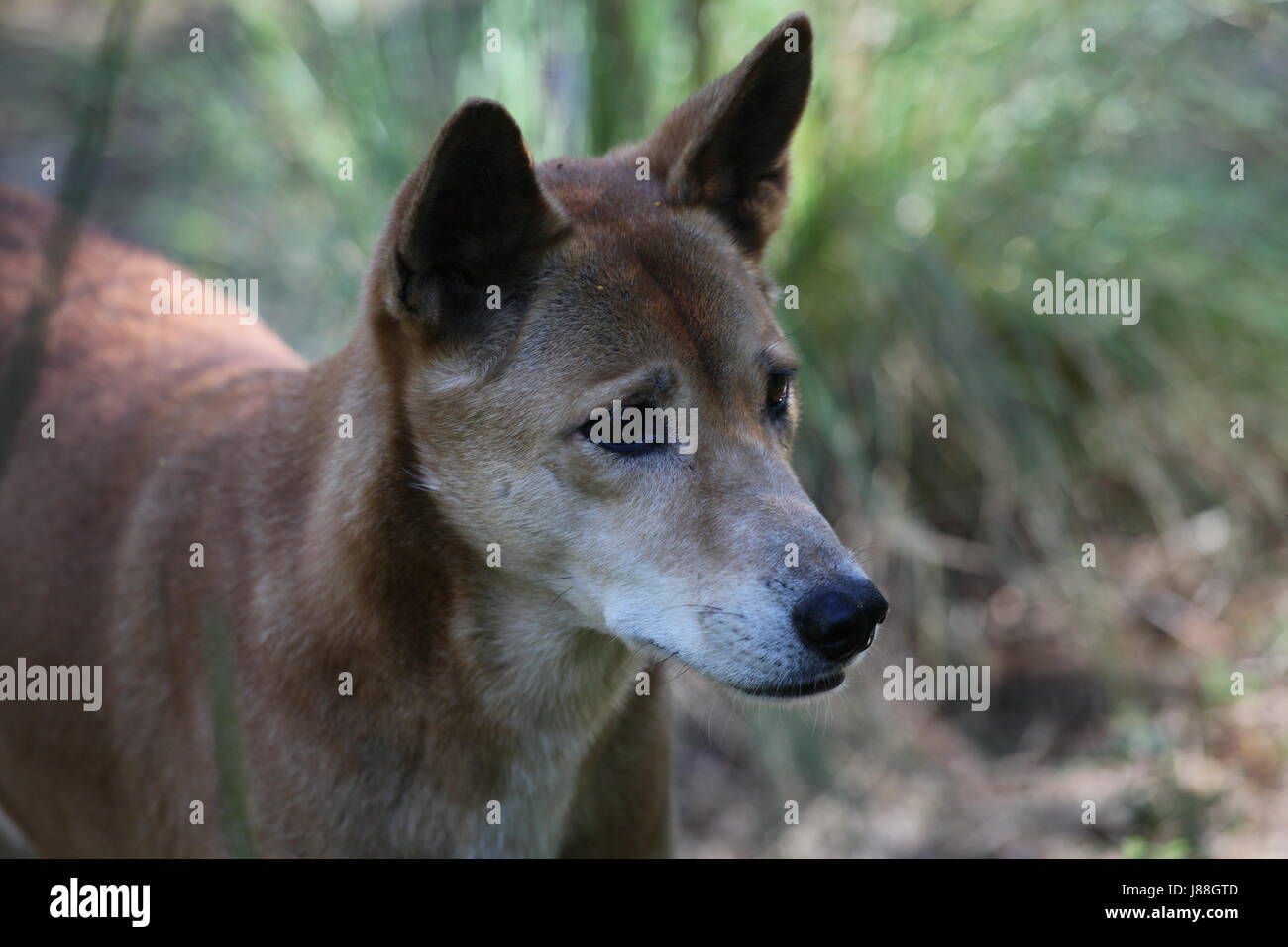 protected, sheltered, australia, periled, protected, sheltered ...