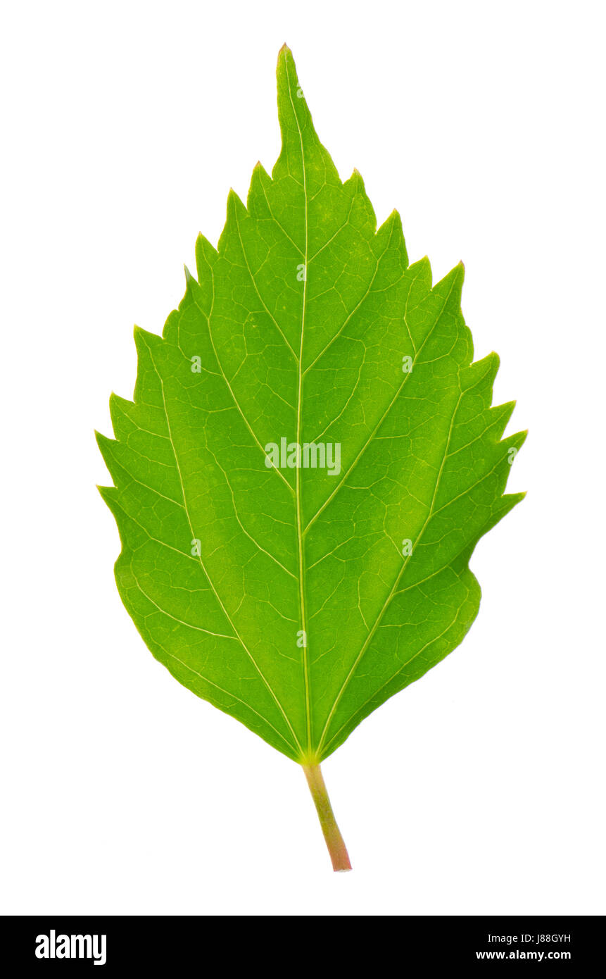 leaf, object, macro, close-up, macro admission, close up view, single ...