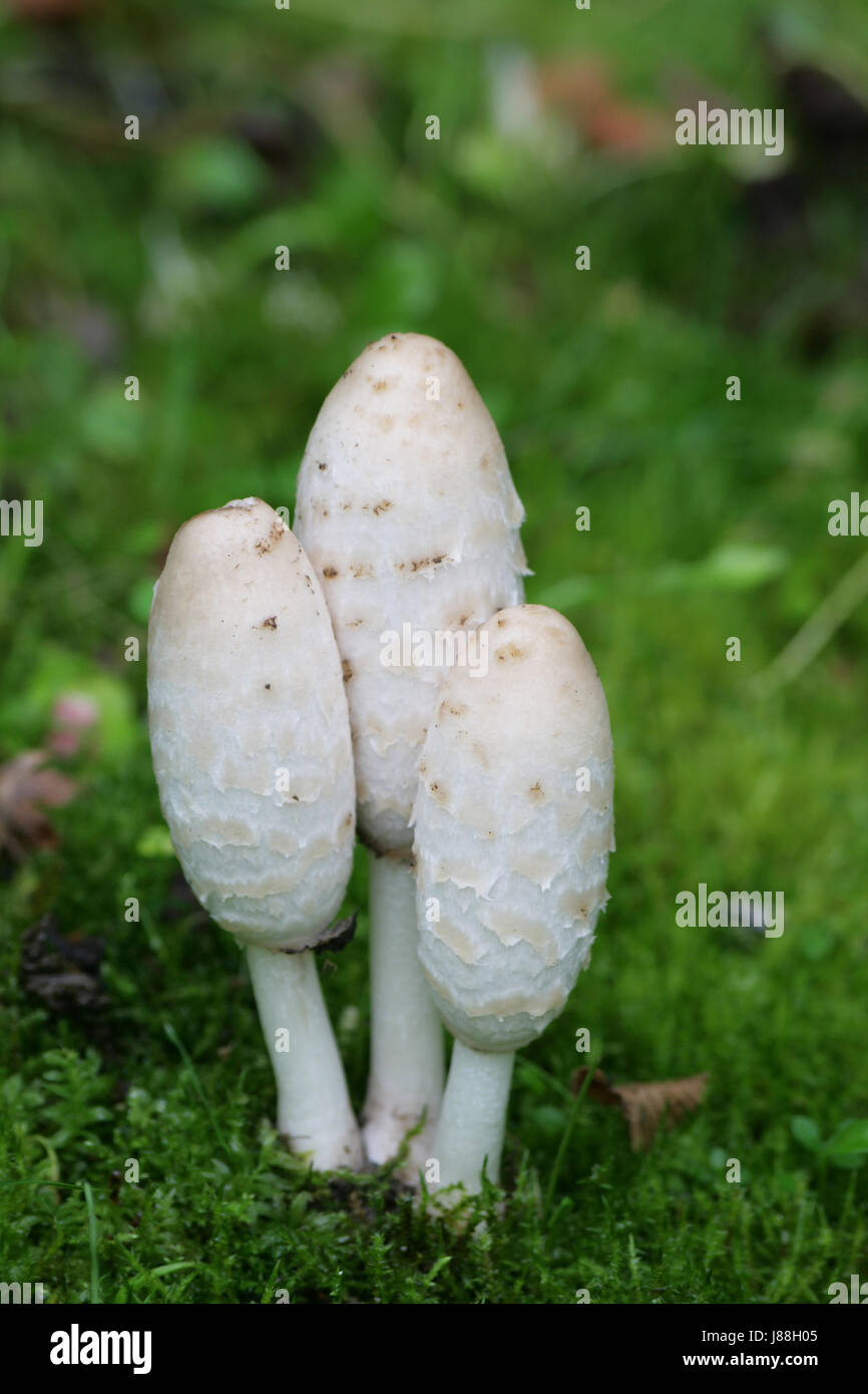 mushroom, fungus, sponge, forest, food, aliment, spare time, free time ...