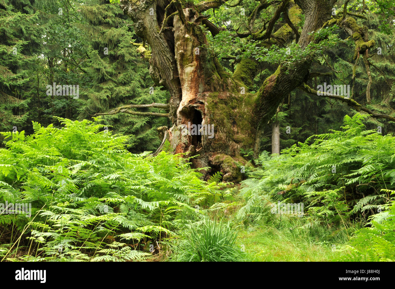 virgin forest, oak, tree, trees, trunk, virgin forest, oak, branch ...