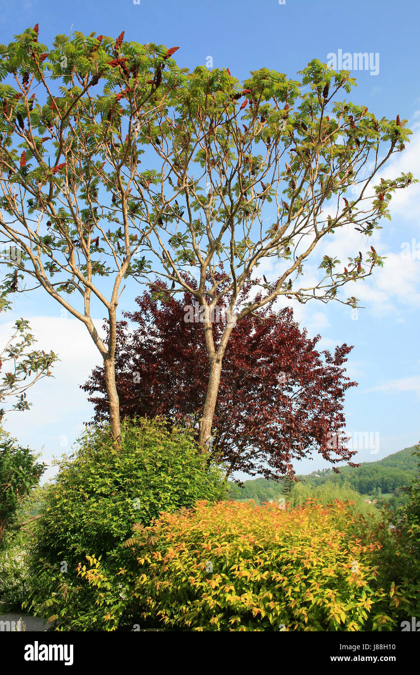 tree, coloured, colourful, gorgeous, multifarious, richly coloured ...
