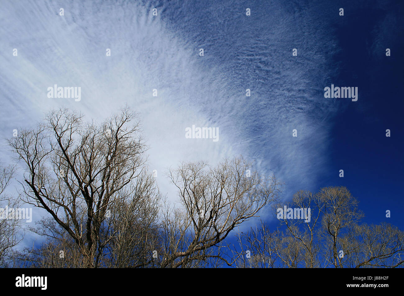 tree, cloud, firmament, sky, weather, tree, wood, cloud, cloudy ...