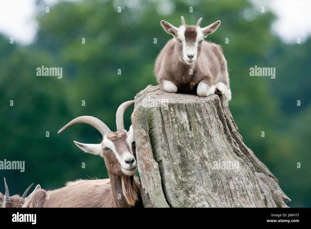 goat, buck, cornets, he-goat, profile, animal, pet, curious, nosey ...