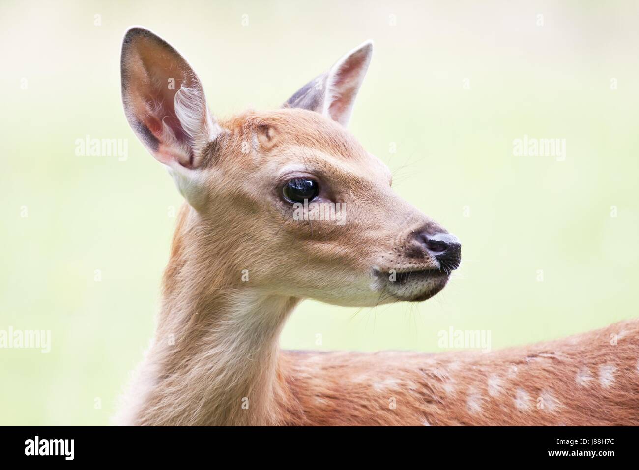 hart, stag, portrait, ruminant, stags, summer dress, hart, stag ...