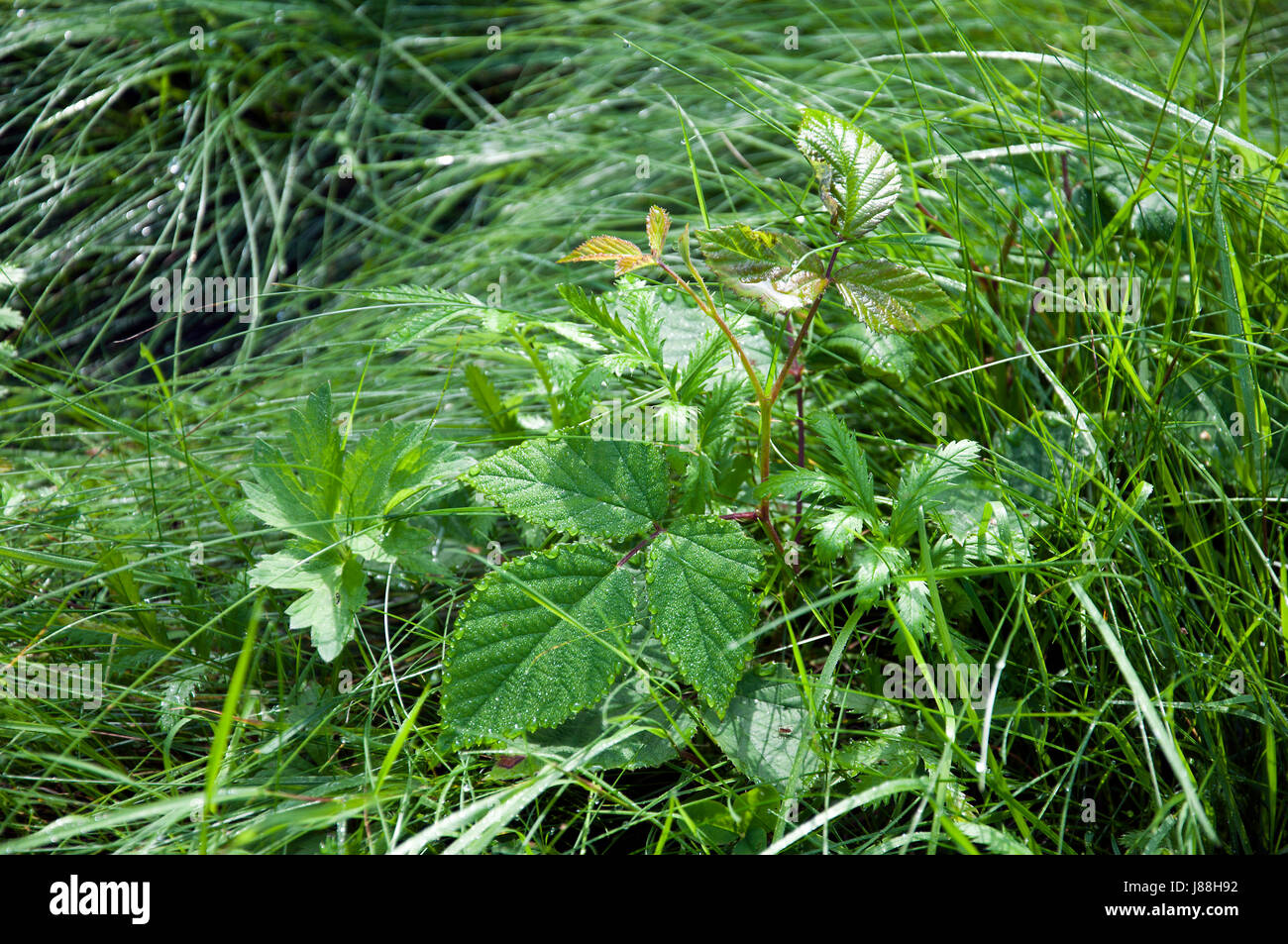 water drops - tau Stock Photo - Alamy