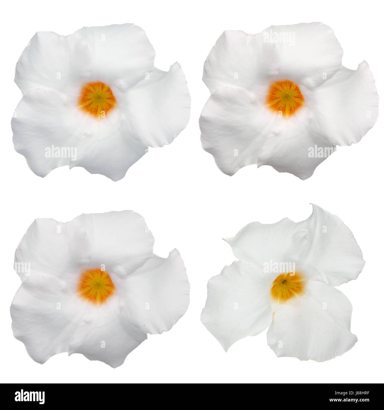 Mandevilla flower side view hi-res stock photography and images - Alamy