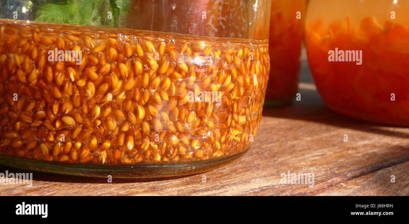 Marigold seeds germination hi-res stock photography and images - Alamy