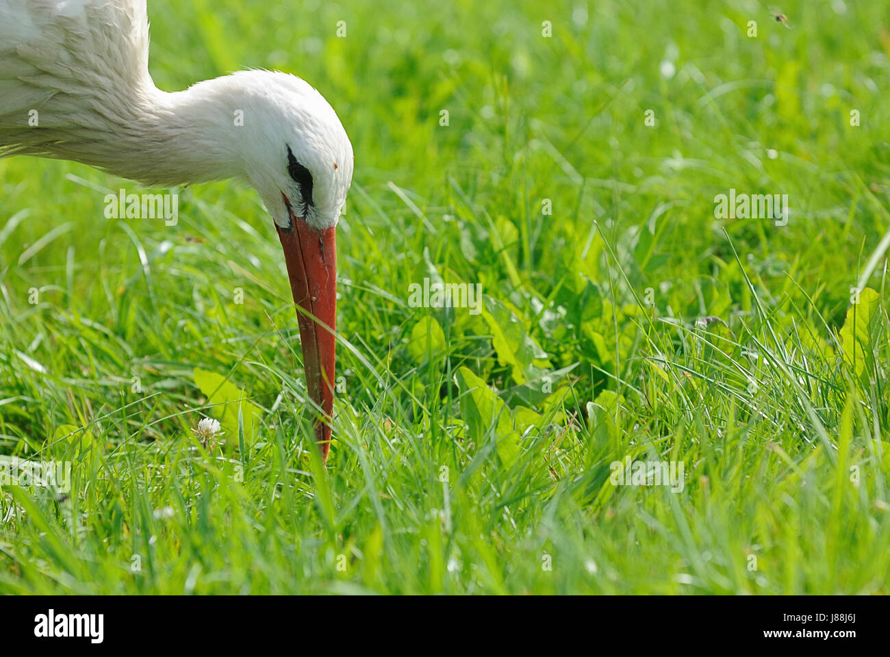 bird, birds, stork, storks, legs, bird, green, eye, organ, black ...