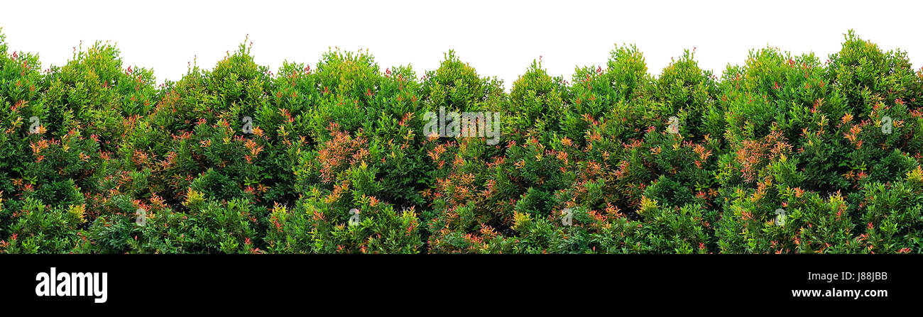 summer, summerly, spring, bush, shrub, lawn, green, nature, fence ...