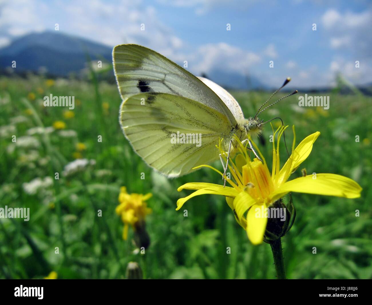Ling wing hi-res stock photography and images - Alamy