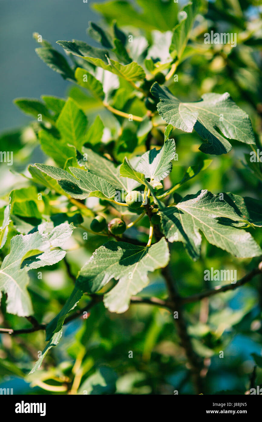 Fig trees, small fruits. Ripening figs on the tree Stock Photo - Alamy