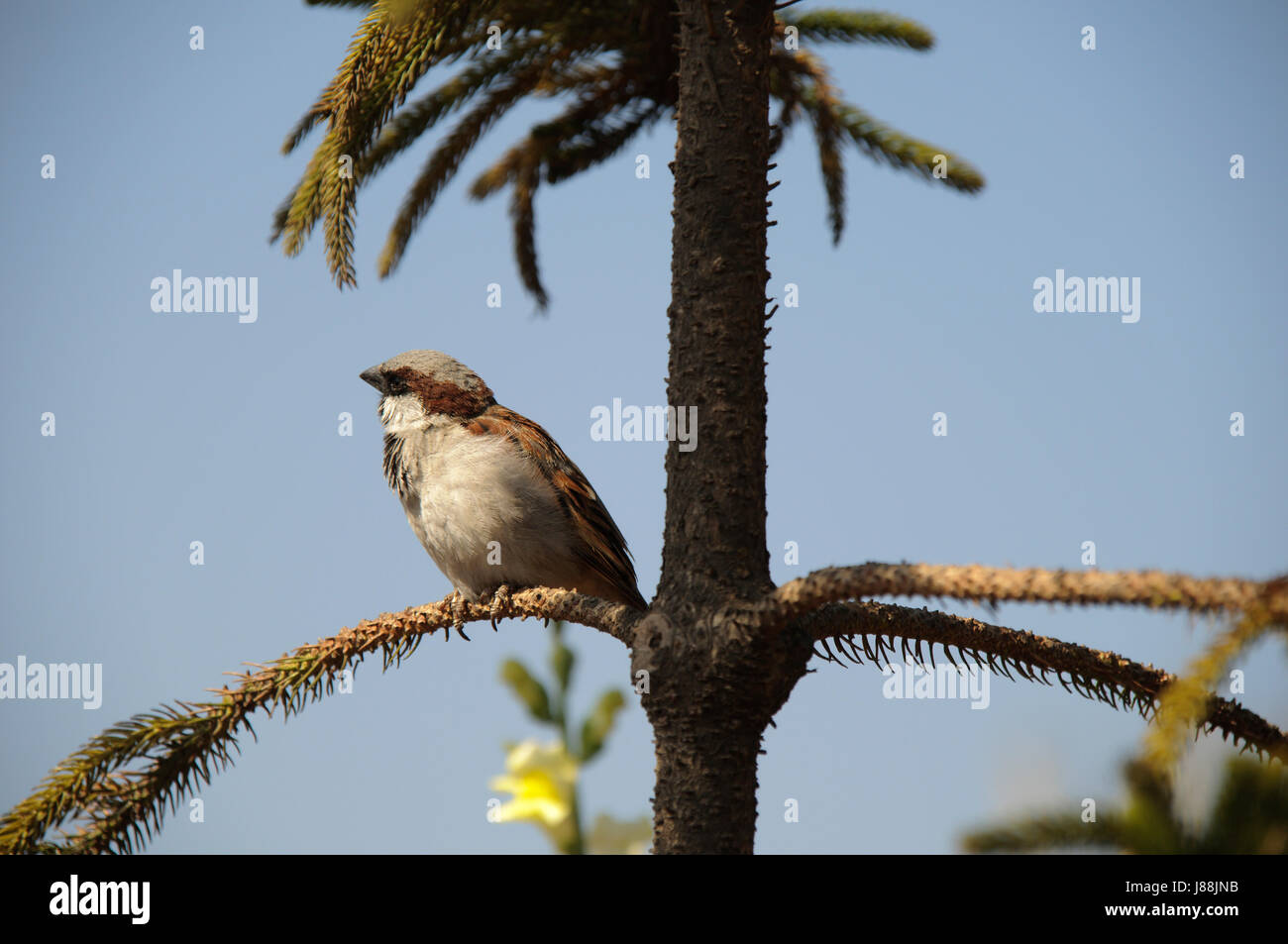Tree birds of asia hi-res stock photography and images - Alamy