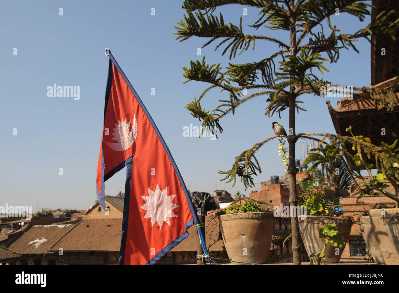 Tree birds of asia hi-res stock photography and images - Alamy