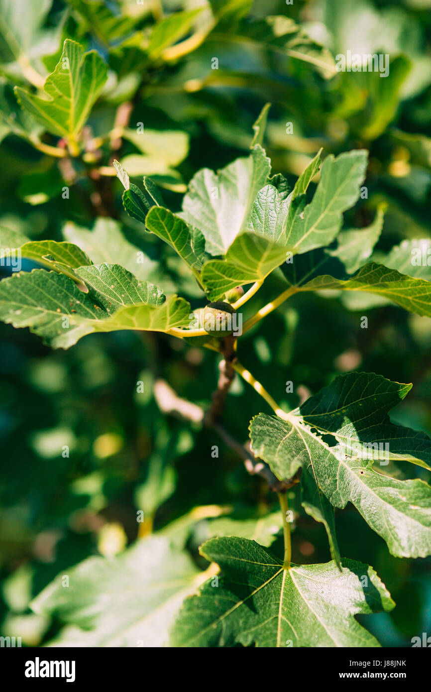 Fig trees, small fruits. Ripening figs on the tree Stock Photo - Alamy