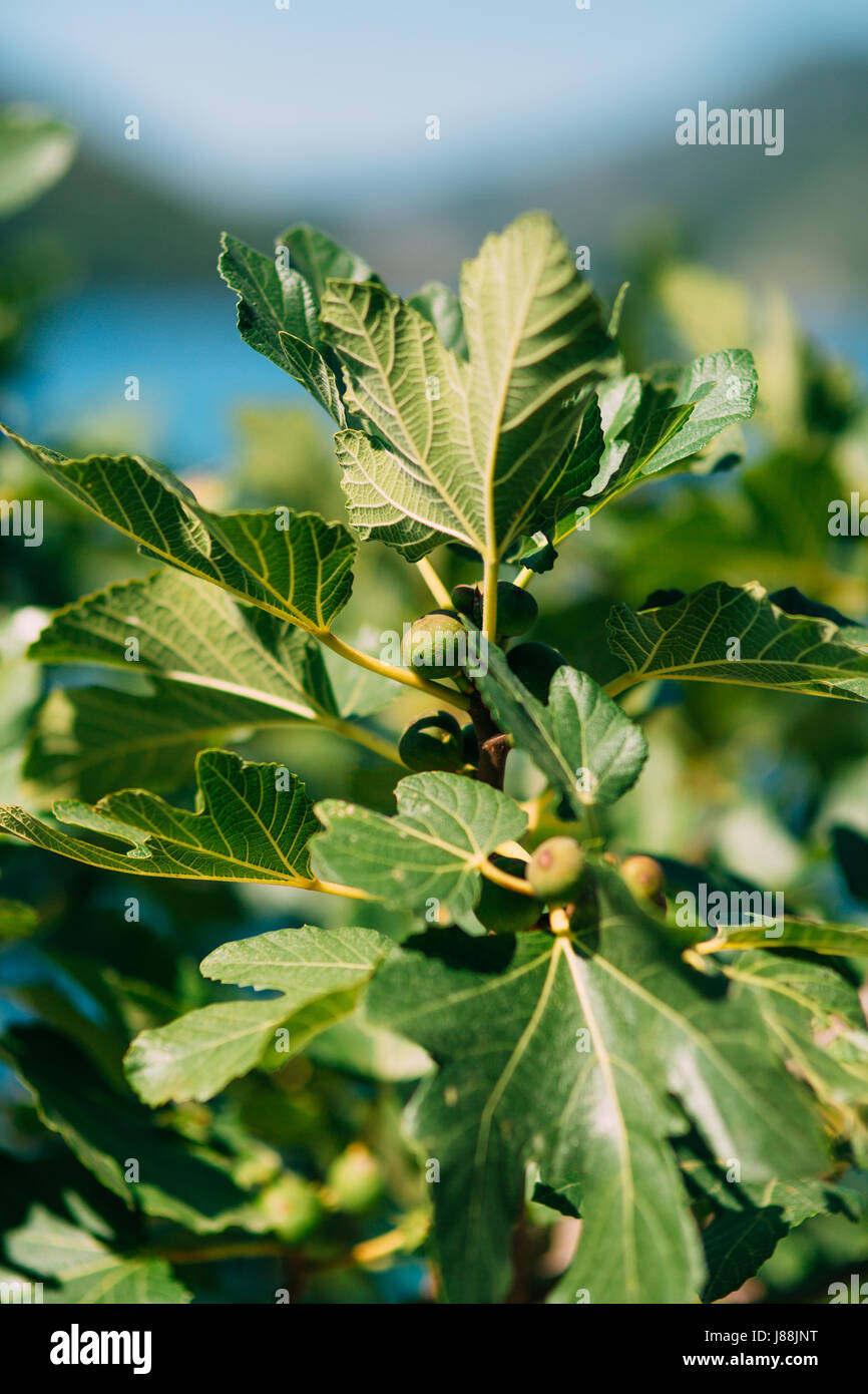 Fig trees, small fruits. Ripening figs on the tree Stock Photo - Alamy