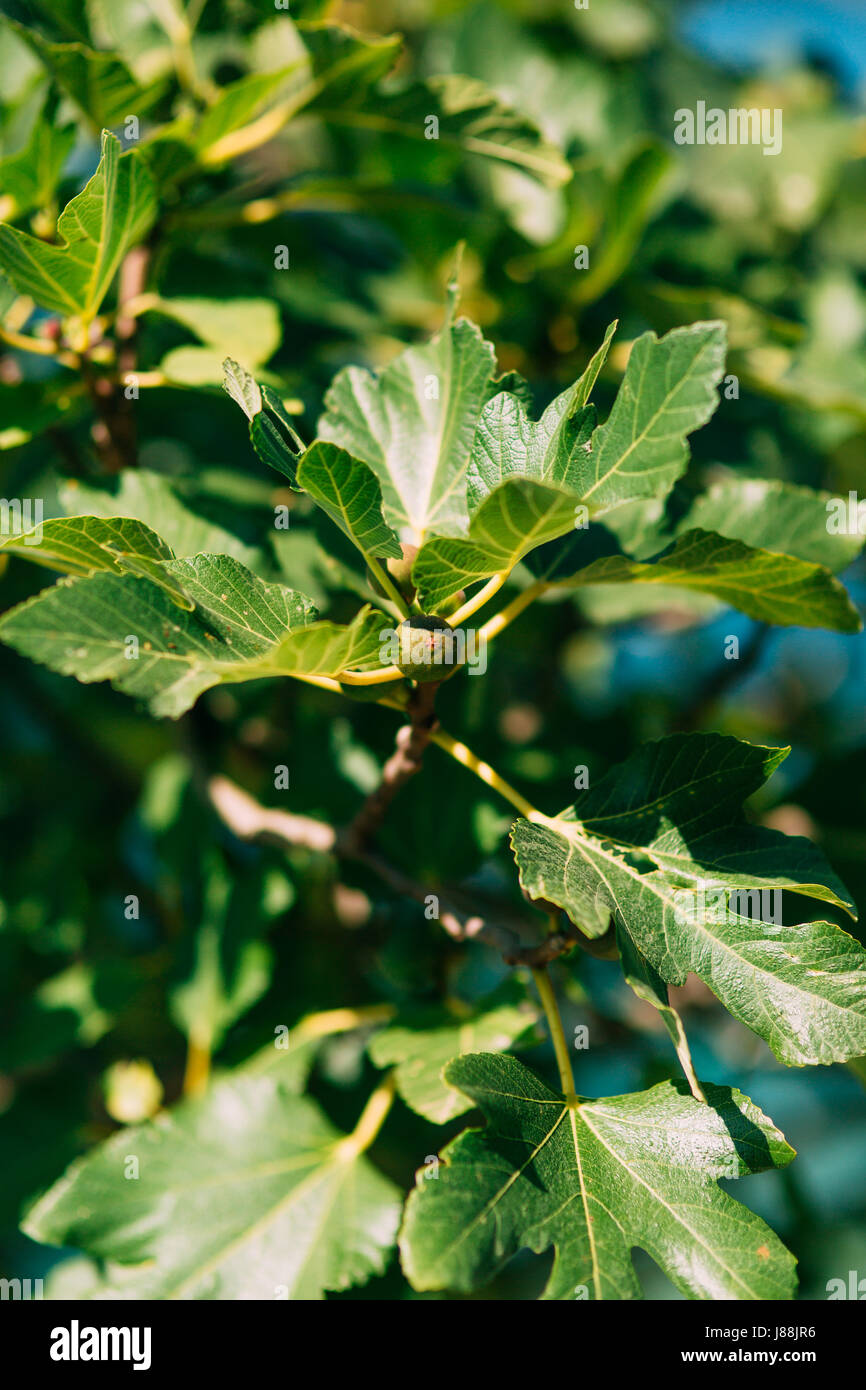 Fig trees, small fruits. Ripening figs on the tree Stock Photo - Alamy