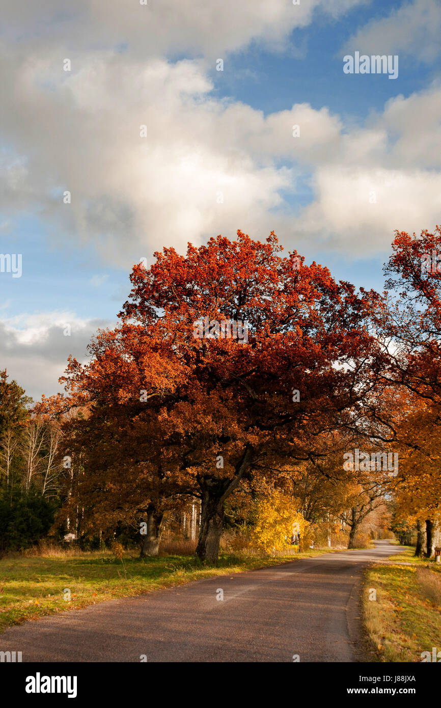 leaf, tree, woods, country, season, curve, landscape, scenery ...
