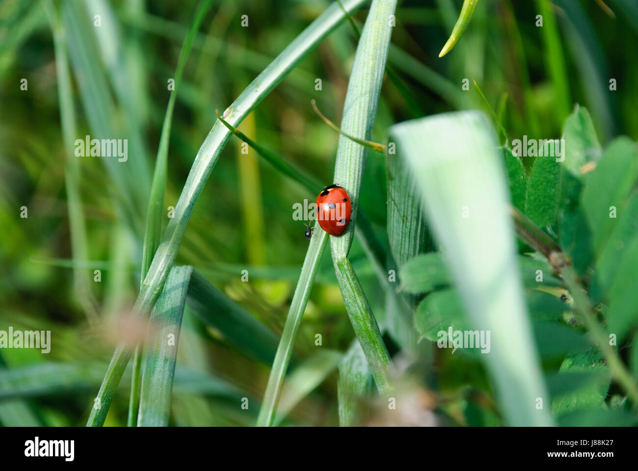environment, enviroment, insects, green, dots, meadow, grass, lawn, red ...